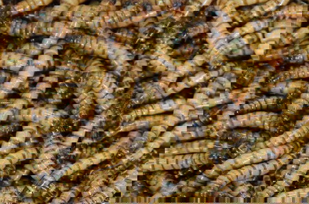 Viral Belatung di Vagina, Ini 5 Fakta Binatang yang Identik dengan Bangkai