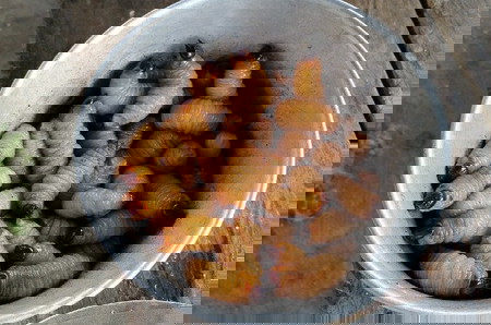 Viral Belatung di Vagina, Ini 5 Fakta Binatang yang Identik dengan Bangkai