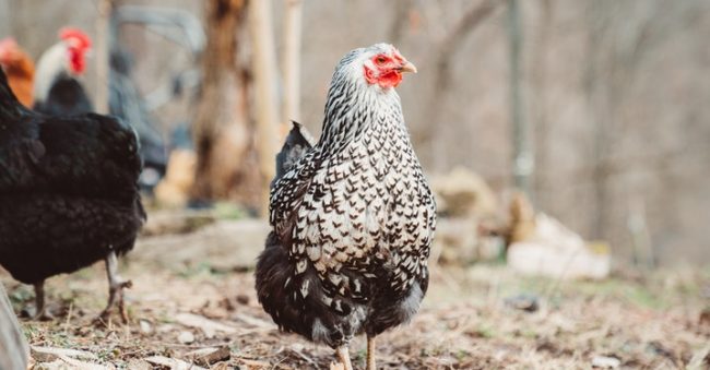 Daur Hidup Ayam, Tahapan dari Telur Hingga Dewasa
