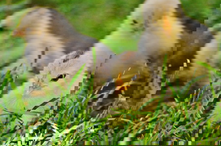 Daur Hidup Ayam, Tahapan dari Telur Hingga Dewasa