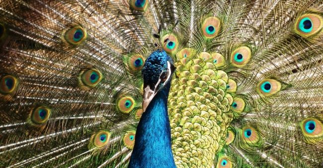 12 Fakta Burung Merak, Burung Indah yang Punya Keunikan Tersendiri