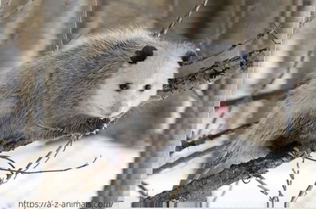 15 Hewan Termalas di Dunia, Ada Kuda Nil hingga Piton!