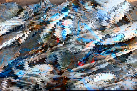 Serupa Tapi Tak Sama, Ini Perbedaan Kepiting dan Rajungan