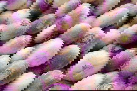 Turnip adalah Sayur Mirip Lobak, Kenali Manfaat dan Kandungan Gizinya!