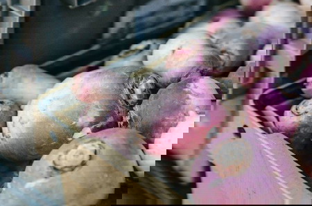 Turnip adalah Sayur Mirip Lobak, Kenali Manfaat dan Kandungan Gizinya!