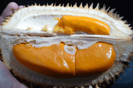 10 Jenis Durian di Indonesia yang Populer, Cita Rasa Juara!