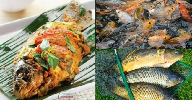 Selain Murah, Ini 8 Manfaat dan Kandungan Gizi Ikan Mas bagi Kesehatan