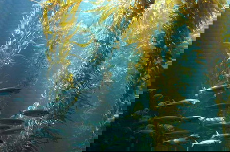 Daftar Kandungan Gizi Rumput Laut dan 7 Manfaatnya bagi Kesehatan!