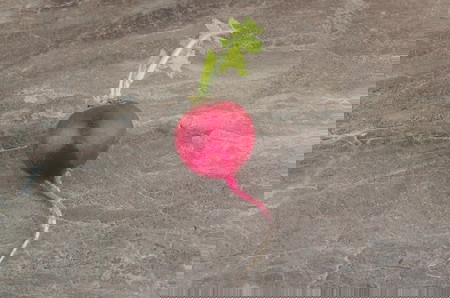 Turnip adalah Sayur Mirip Lobak, Kenali Manfaat dan Kandungan Gizinya!