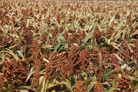 Kandungan Gizi Sorgum, Pangan Bebas Gluten yang Bantu Diet