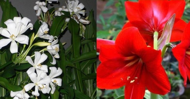 Fakta Menarik Bunga Bakung dan Manfaatnya bagi Kesehatan