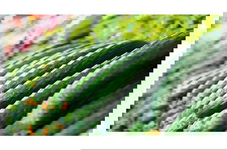 4 Cara Memotong Timun dan Menyimpannya Agar Tahan Lama