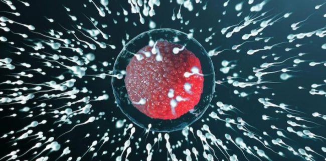 Apa Itu Embrio? Ini Perkembangannya Lengkap hingga Jadi Janin