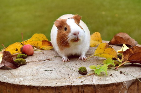 6 Perbedaan Hamster dan Marmut yang Perlu Diketahui