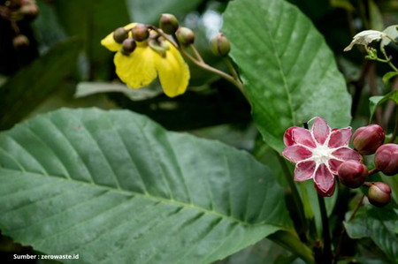 10 Daun Pembungkus Makanan Alami yang Aman Digunakan