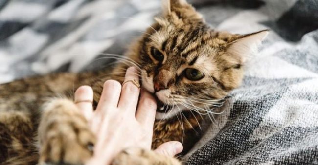 4 Tanda Rabies Pada Kucing, Perhatikan Anabul Kesayangan