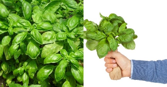 9 Manfaat Daun Basil bagi Kesehatan Tubuh, Beserta Efek Sampingnya