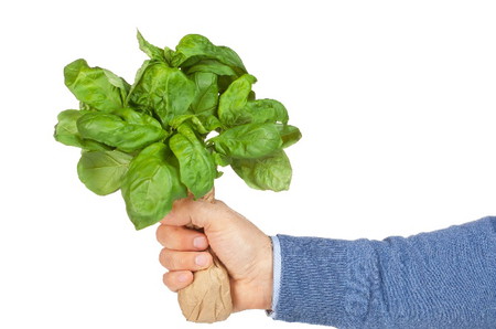 9 Manfaat Daun Basil bagi Kesehatan Tubuh, Beserta Efek Sampingnya