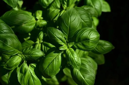 9 Manfaat Daun Basil bagi Kesehatan Tubuh, Beserta Efek Sampingnya