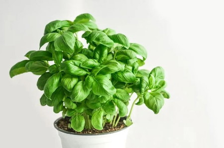 9 Manfaat Daun Basil bagi Kesehatan Tubuh, Beserta Efek Sampingnya