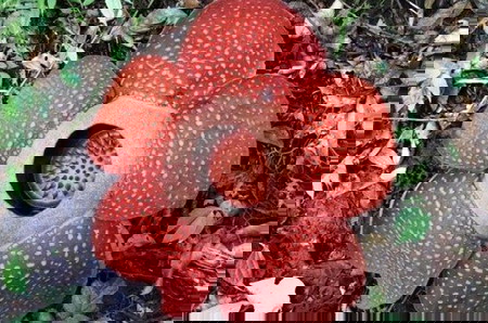 24 Tempat Wisata di Bukittinggi Terpopuler, Bukan Hanya Jam Gadang!