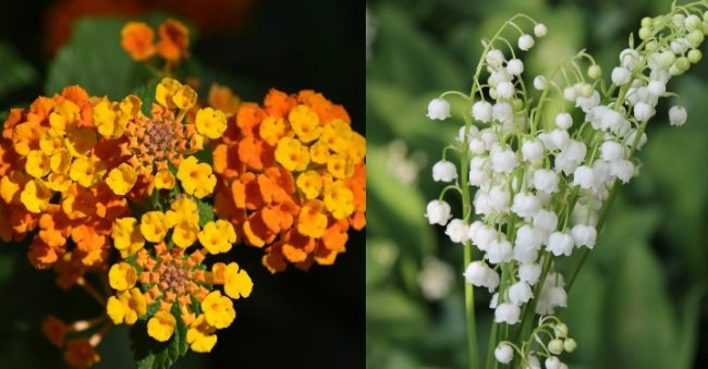 Awas! 12 Jenis Bunga Beracun, Sebabkan Sakit Hingga Kematian