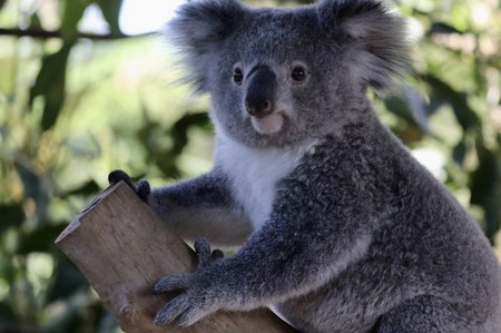 10 Hewan Soliter atau yang Hidup Menyendiri, Ada Ular Hingga Koala