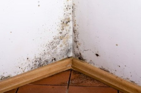 Muncul Jamur di Dinding Rumah? Ini Sebab, Jenis Jamur dan Cara ...