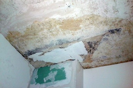 Muncul Jamur di Dinding Rumah? Ini Sebab, Jenis Jamur dan Cara ...