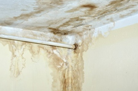 Muncul Jamur di Dinding Rumah? Ini Sebab, Jenis Jamur dan Cara ...