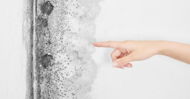 Muncul Jamur di Dinding Rumah? Ini Sebab, Jenis Jamur dan Cara ...