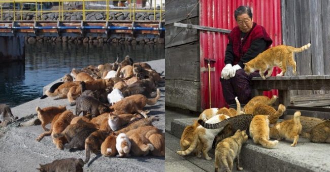 6 Destinasi Wisata Pecinta Kucing, Ada di Jepang hingga Turki!