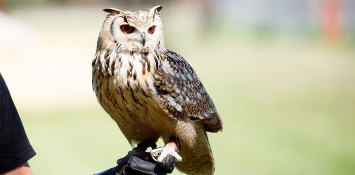 16 Jenis Burung Hantu yang Bisa Dipelihara dan Tidak