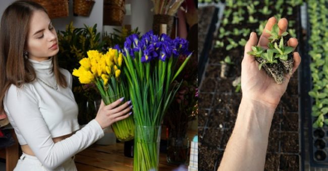 Fakta Menarik Bunga Iris, Cara Menanam dan Perawatannya