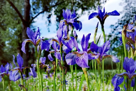 Fakta Menarik Bunga Iris, Cara Menanam dan Perawatannya