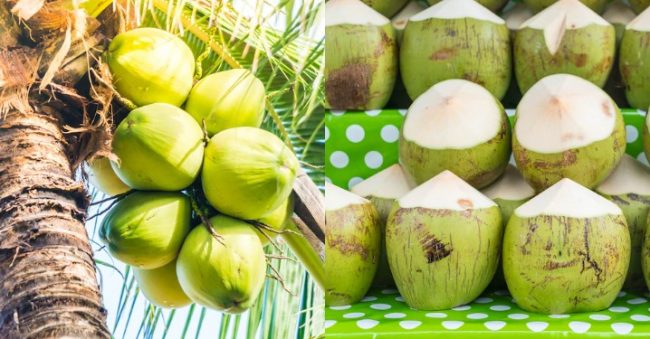 Mengenal Kelapa Genjah Beserta Jenis dan Manfaatnya