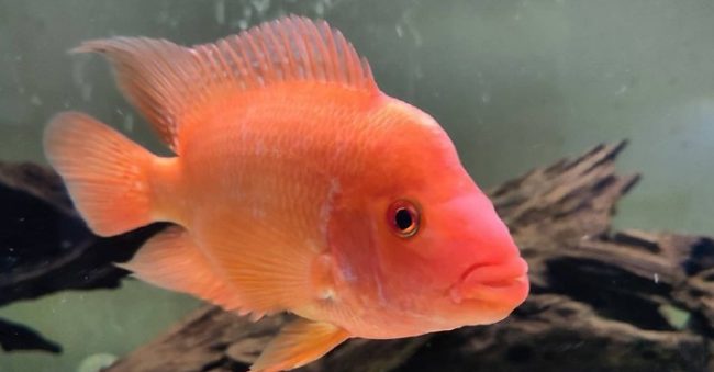 10 Fakta Ikan Red Devil yang Ganas dan Dilarang di Indonesia