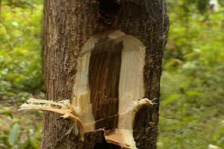 Mengenal Gaharu, Kayu Termahal Asli Indonesia yang Mulai Langka