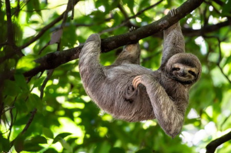Hewan Paling Bau yang Bisa Menimbulkan Aroma Busuk