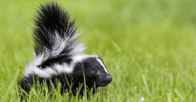 Hewan Paling Bau yang Bisa Menimbulkan Aroma Busuk