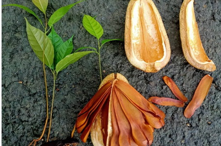 6 Manfaat Buah Mahoni yang Baik untuk Kesehatan