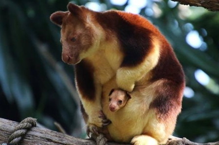 7 Fakta Unik Kanguru Papua Mantel Emas yang Imut dan Menggemaskan