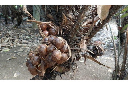 5 Fakta Salak Condet, Maskot DKI Jakarta yang Kian Langka di Pasaran