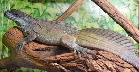 Soa-Soa Layar: Reptil Purba Asli Indonesia Timur