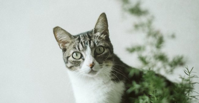 7 Alasan Kucing Peliharaan Kabur dari Rumah dan Cara Mengatasinya