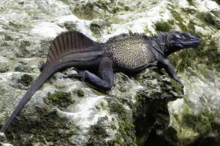 Soa-Soa Layar: Reptil Purba Asli Indonesia Timur