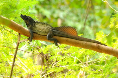 Soa-Soa Layar: Reptil Purba Asli Indonesia Timur
