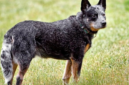 10 Jenis Ras Anjing Pendiam dan Betah di Rumah, Cocok Jadi Peliharaan