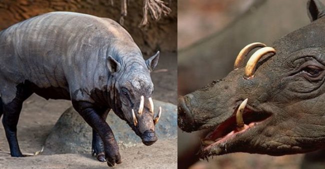 Fakta Unik Babi Rusa yang Penting untuk Diketahui