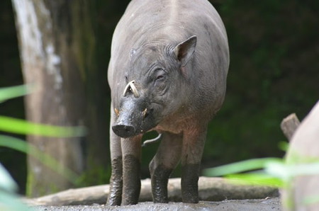Fakta Unik Babi Rusa yang Penting untuk Diketahui